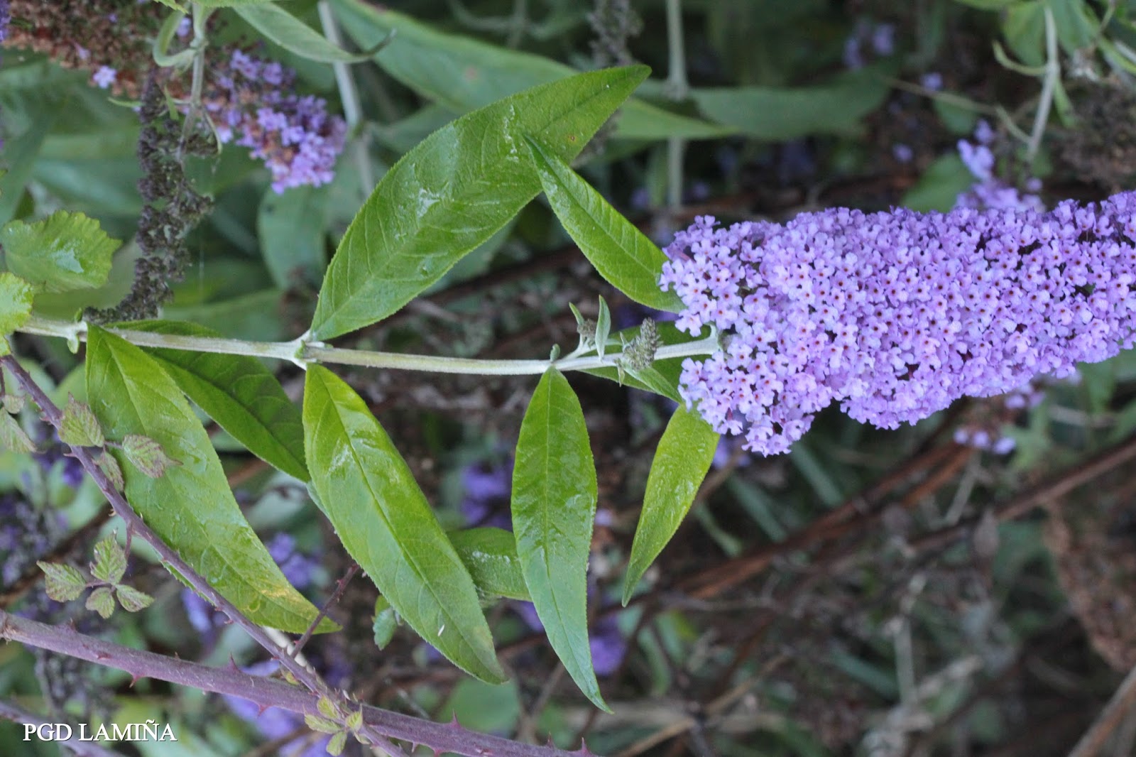 BUDDLEJA DAVIDII. budleya.