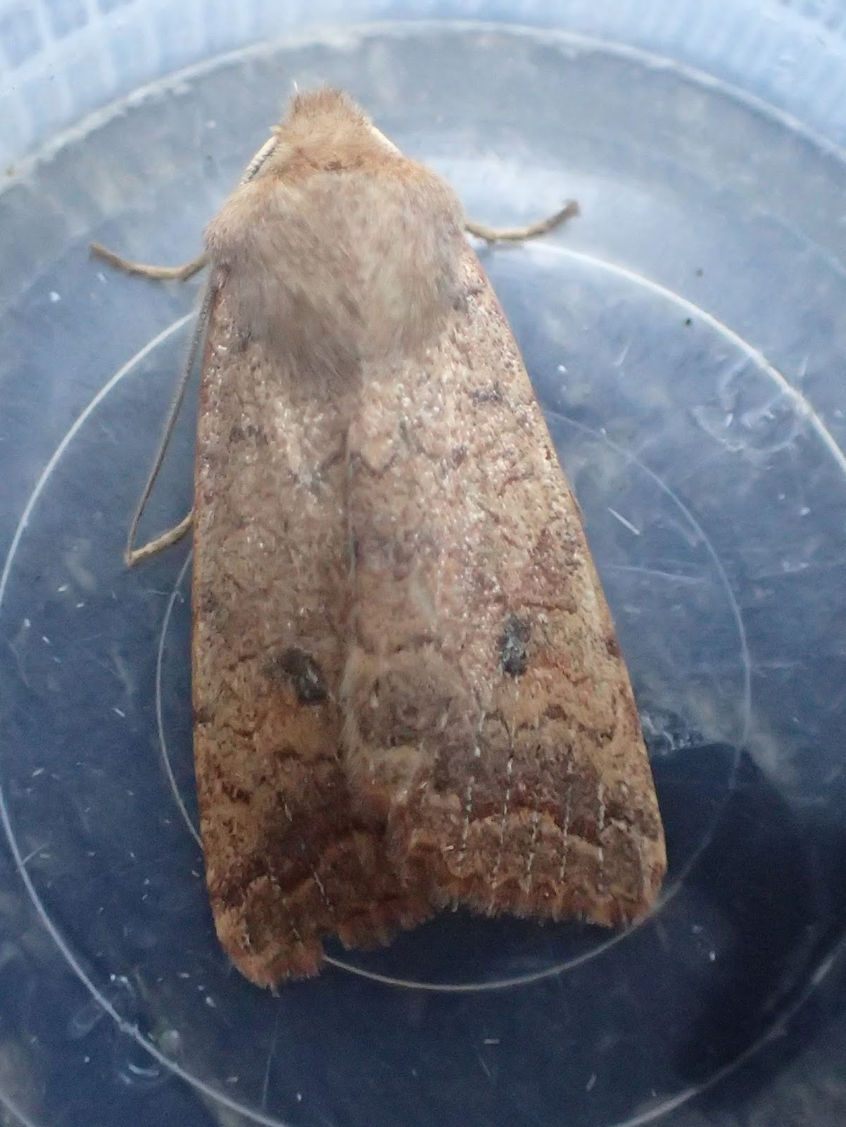 Ceredigion Moths: Autumn moths