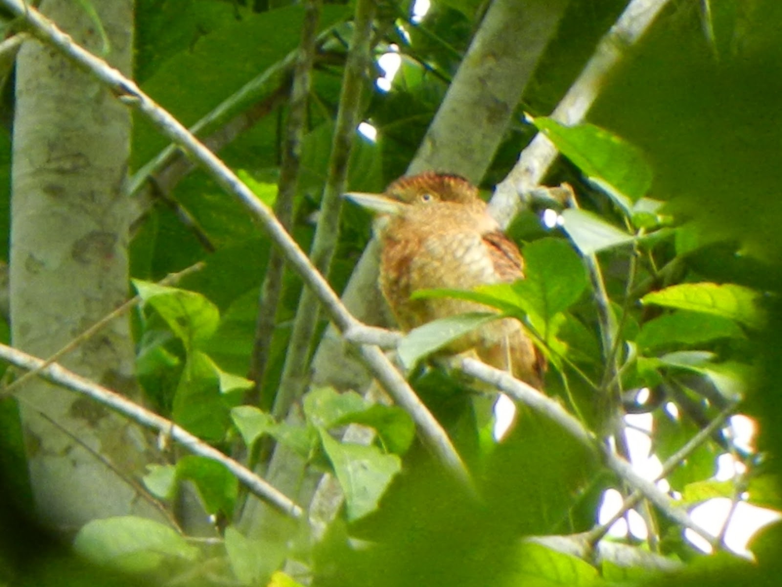 Experience Nature: Birding Darien National Park and Cerro Pirre