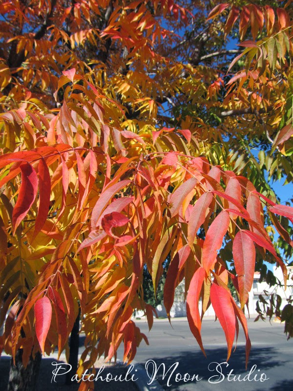 Patchouli Moon Studio: Coiled Bowls & Chinese Pistache Tree