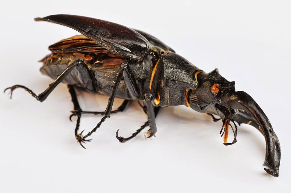 Rob Bowker Photography: Stag beetle