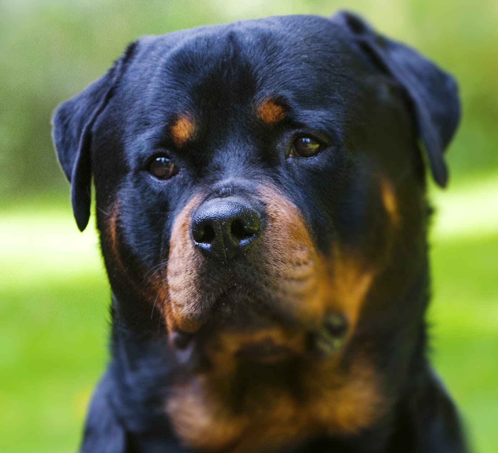 Milagro Rottweilers: STUD DOGS