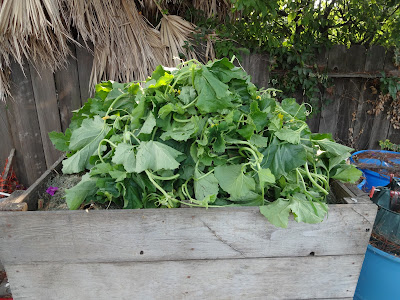 The Scientific Gardener: Carosello Carnage