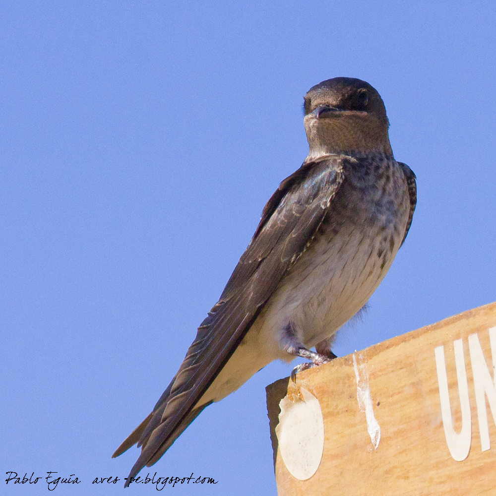 mis fotos de aves: Progne chalybea Golondrina Doméstica Grey-breasted ...