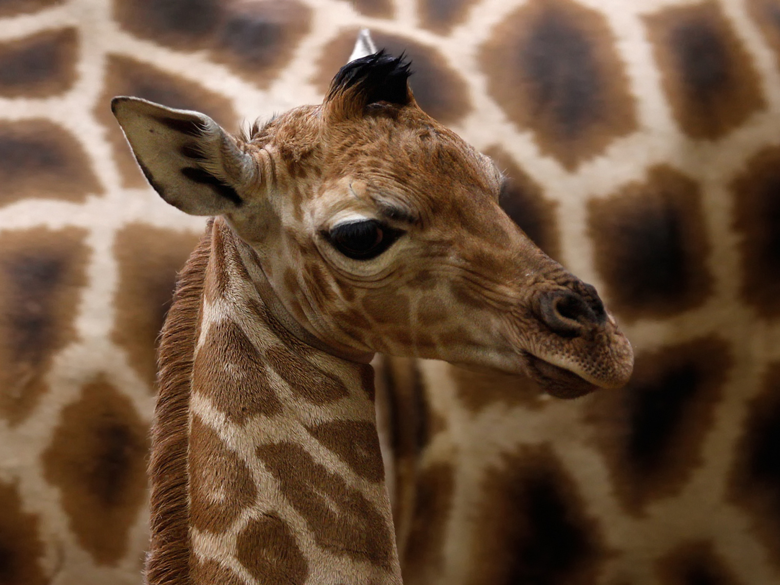 Fotografías de tiernas jirafas en la selva de Tanzania