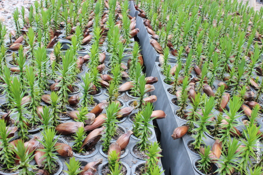 Studio Floral Dora Santoro: Como Plantar Pinhão