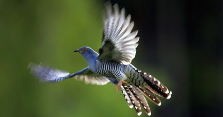 THE CUCKOO BIRD |The Garden of Eaden