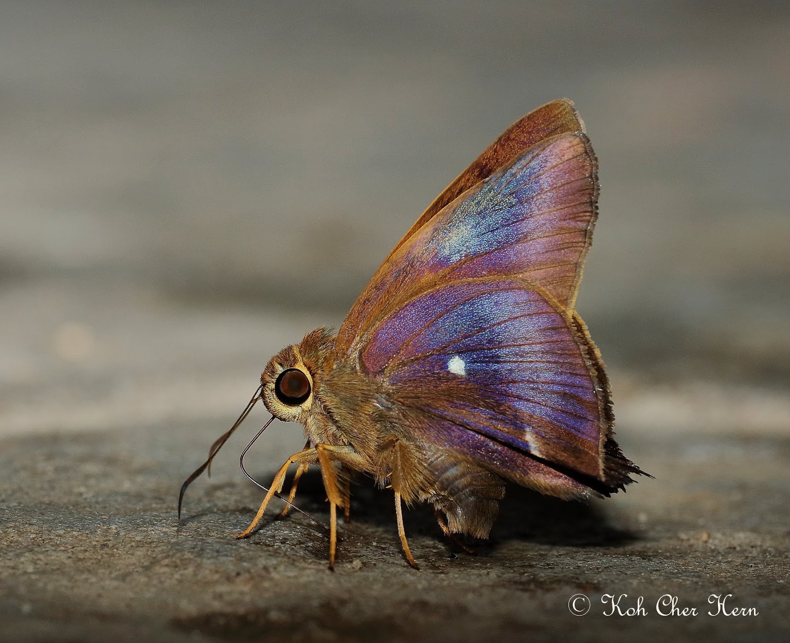 Butterflies of Singapore: Awls of Singapore : Part 1