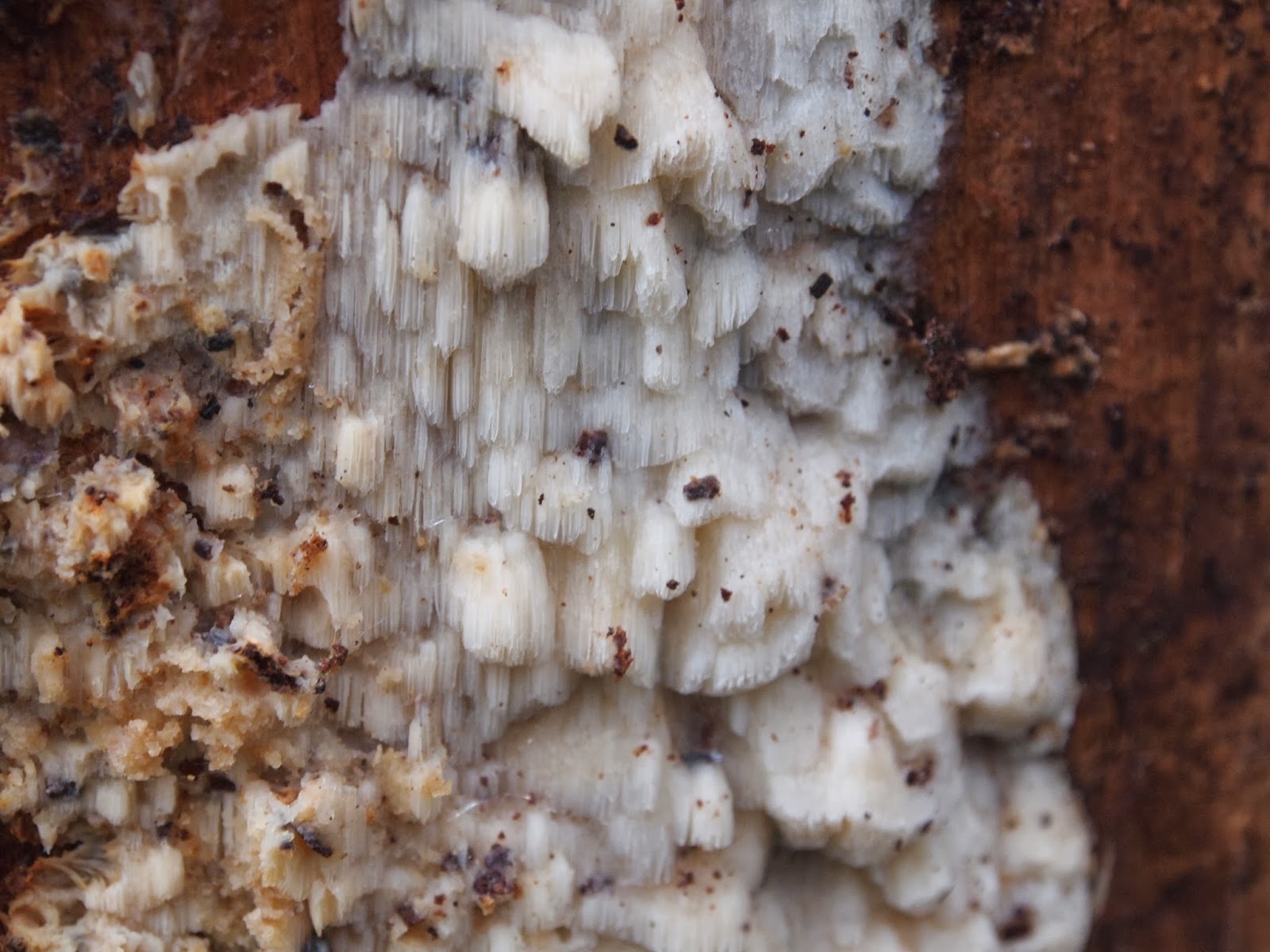 Calderdale Fungi - Halifax Scientific Society - Mycology Section ...