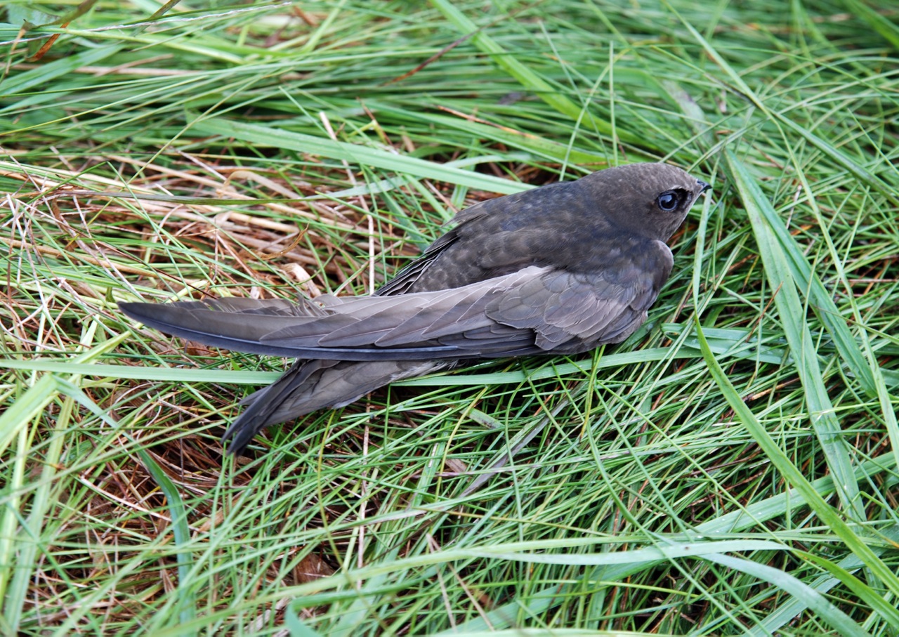 Ruffled Feathers: July 2012