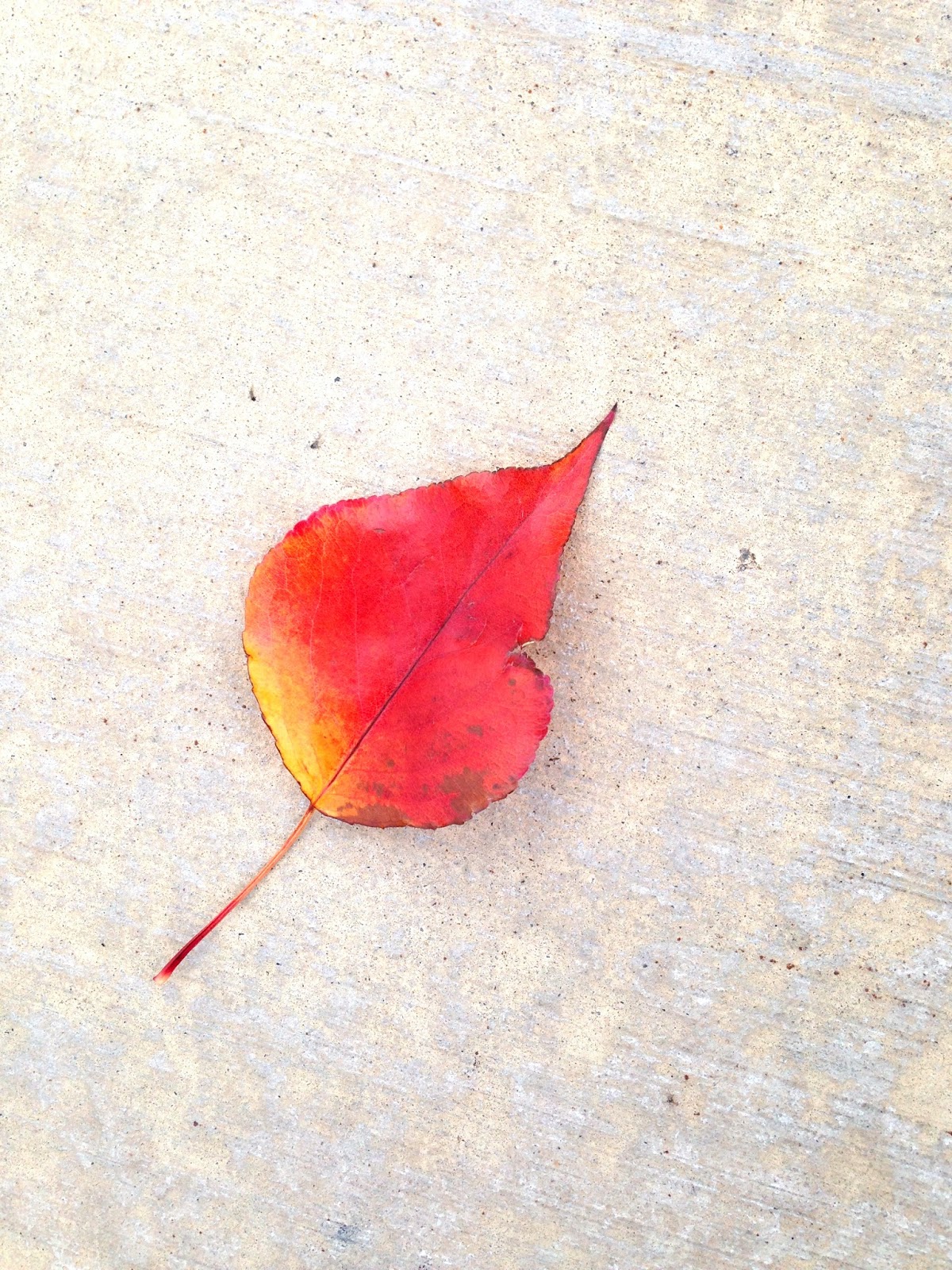 stayathomeartist.com: a pretty leaf...