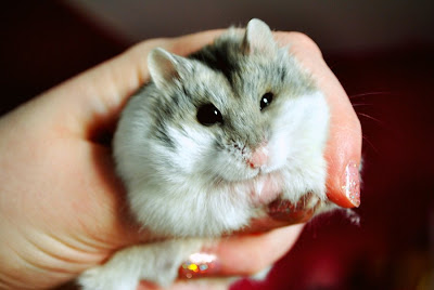 Mengenal Jenis-Jenis Hamster