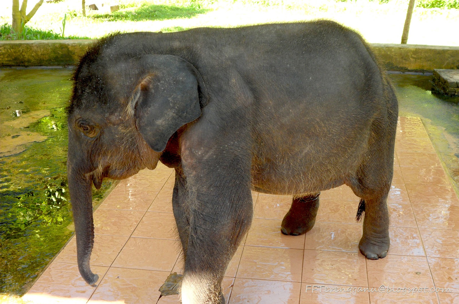 Jomm Terengganu Selalu...: Taman Pemuliharaan Hidupan Liar (Santuari ...