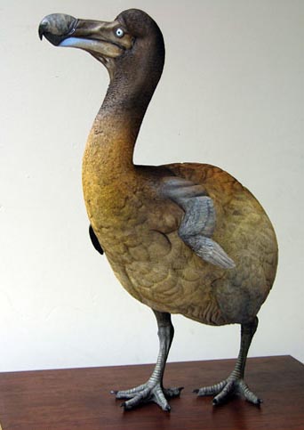 Dodo | The Life of Animals