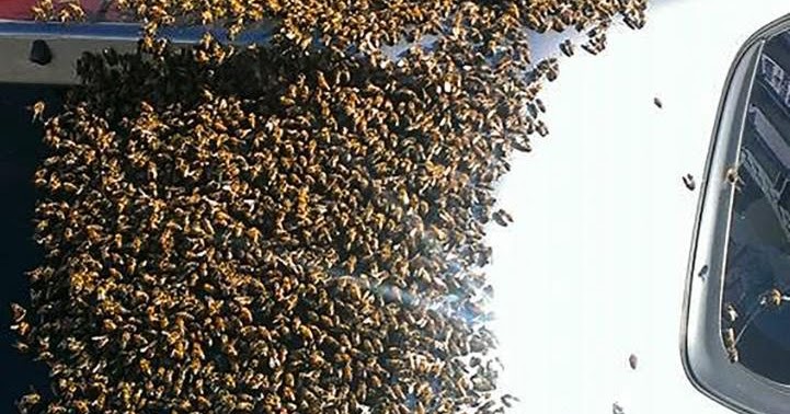 NAKARAJAN: Swarm of bees follow grandmother's car for over 24 hours ...