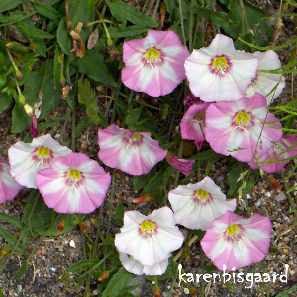 Karen`s Nature Photography: Pink Bindweed Flowers.