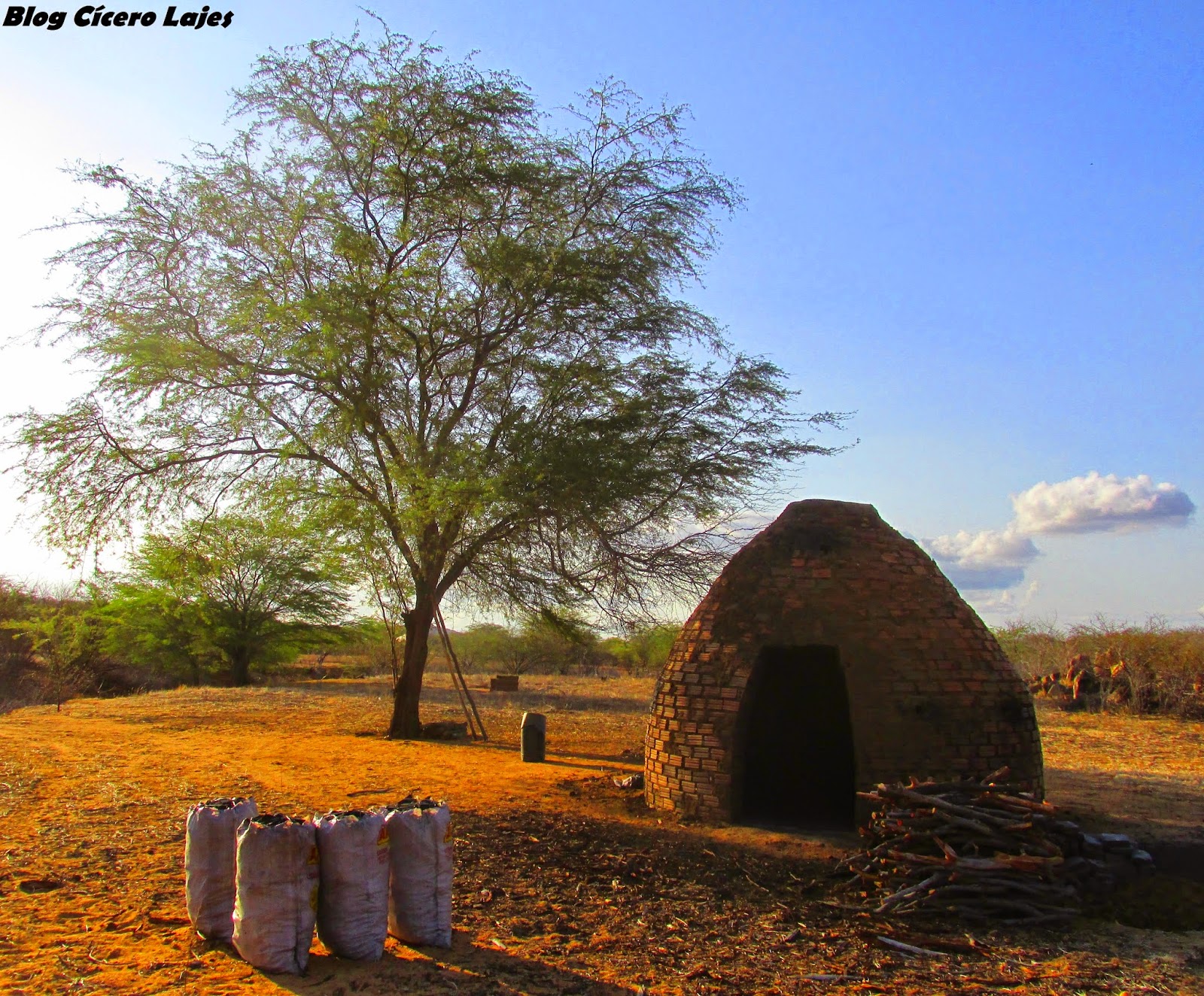 Cícero Lajes: A IMPORTÂNCIA DA ALGAROBA PARAO SERTÃO NORDESTINO