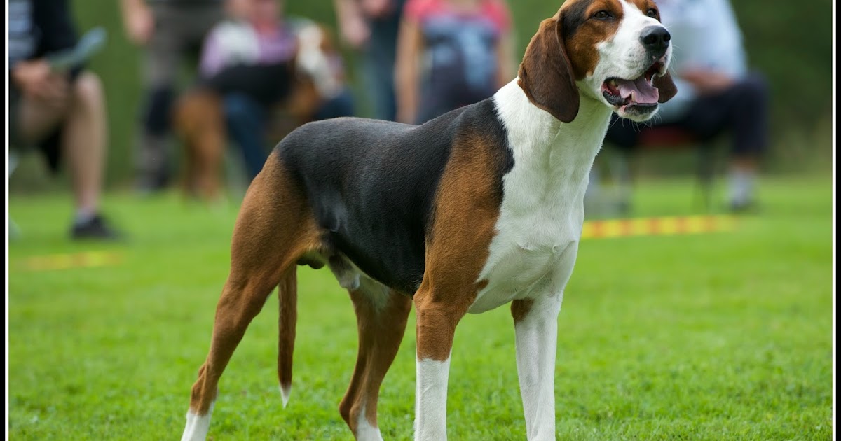 Belger du Nord: Belger du Nord Edward