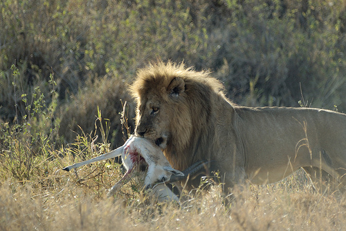 CIENCIAS DE LA TIERRA V-NA: RELACIÓN ENTRE LOS SERES VIVOS SEGÚN: