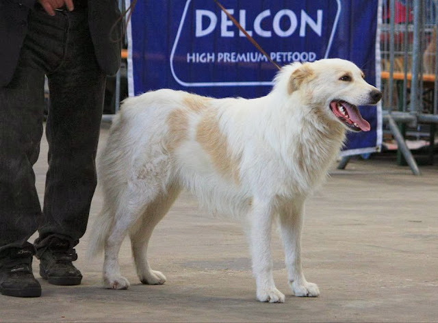 Ir(relevant) Profoundities: Aidi - Dog Breed Profile