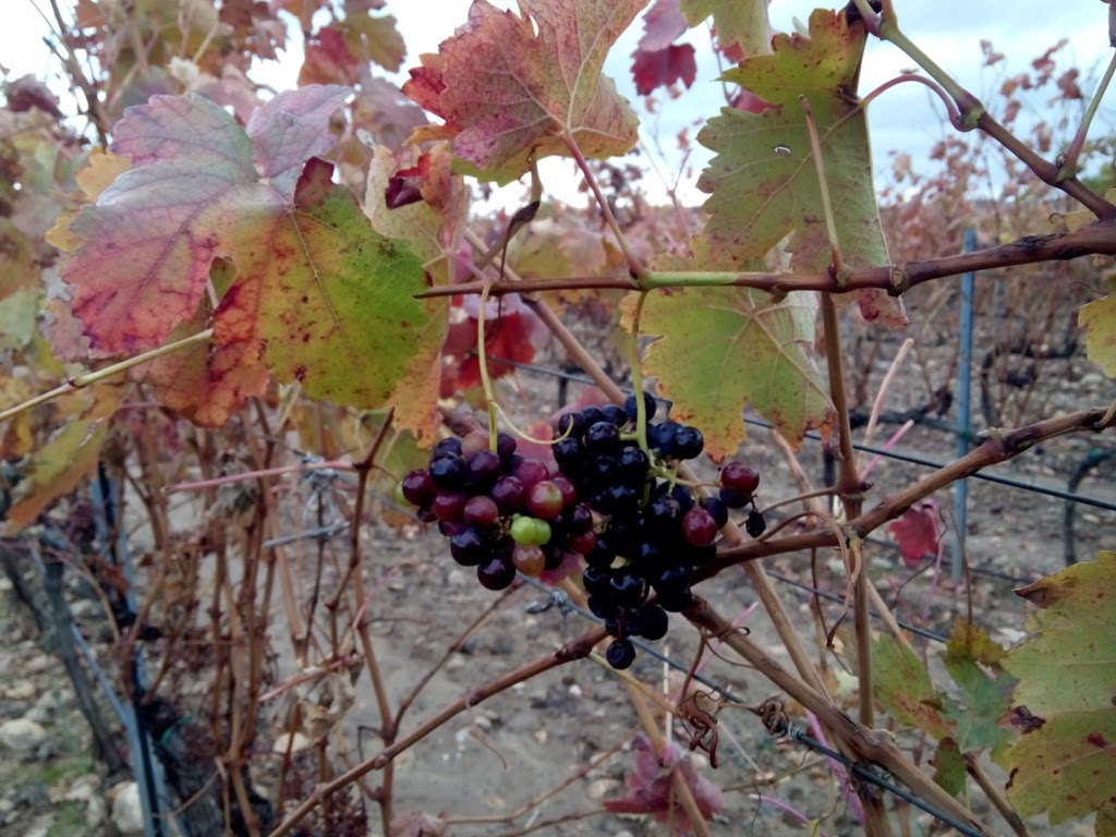 Epicúreos: Racima en el viñedo