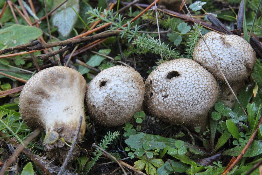 El mundo microscópico de los hongos: Gasteromicetos
