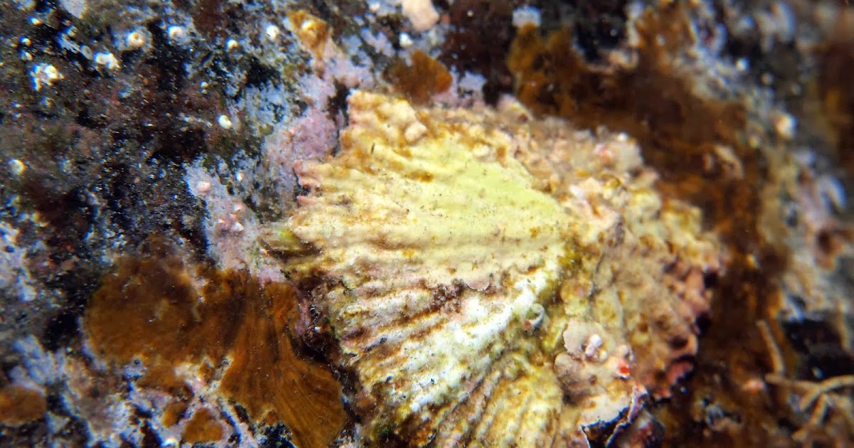 Check the Sea. Web de buceo y fotografía submarina de las Islas ...