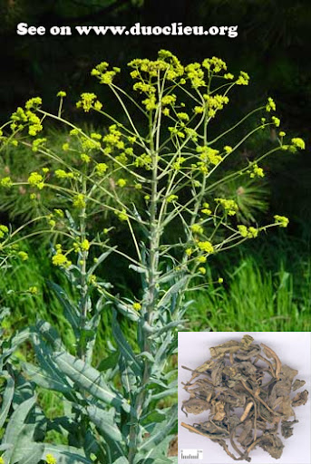 Isatis leaf (Daqingye)-Isatis indigotia Fort.-Folium Isatidis ...