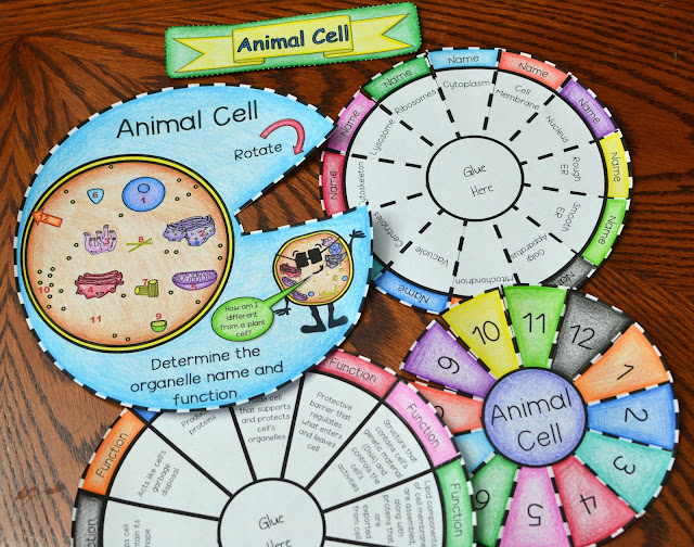 Math in Demand: Animal and Plant Cell Foldables