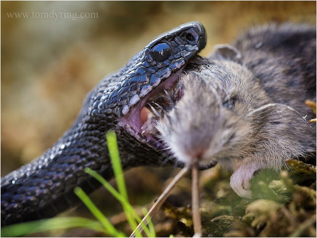 TOM DYRING WILDPHOTO / NN: ADDERS WITH PREY / HUGGORM