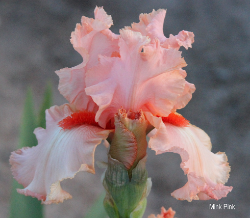 World of Irises: "Talking Irises" BROKEN COLOR IRISES WITH HYBRIDIZER ...