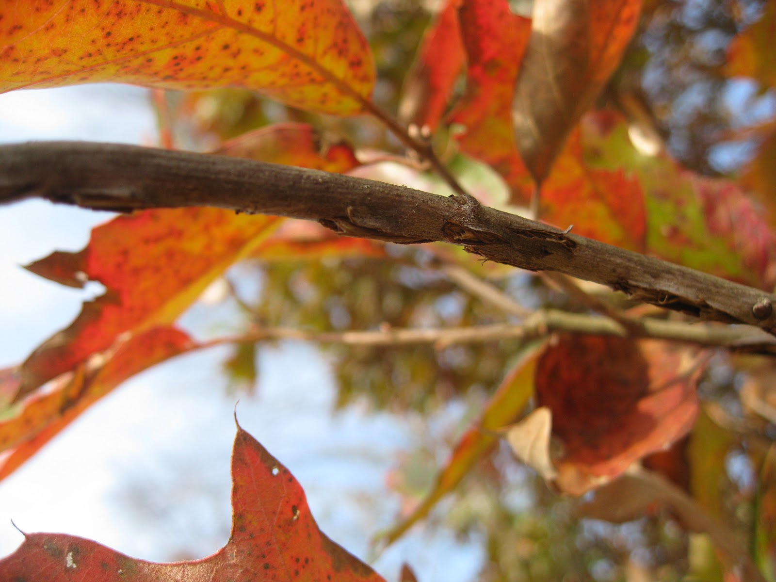 Capital Naturalist by Alonso Abugattas: Periodical Cicadas Early Emergence