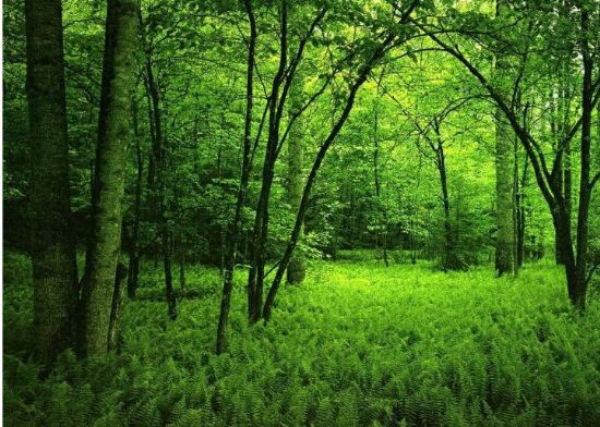 Nas Entranhas da Terra: Florestas brasileiras têm enorme potencial de ...