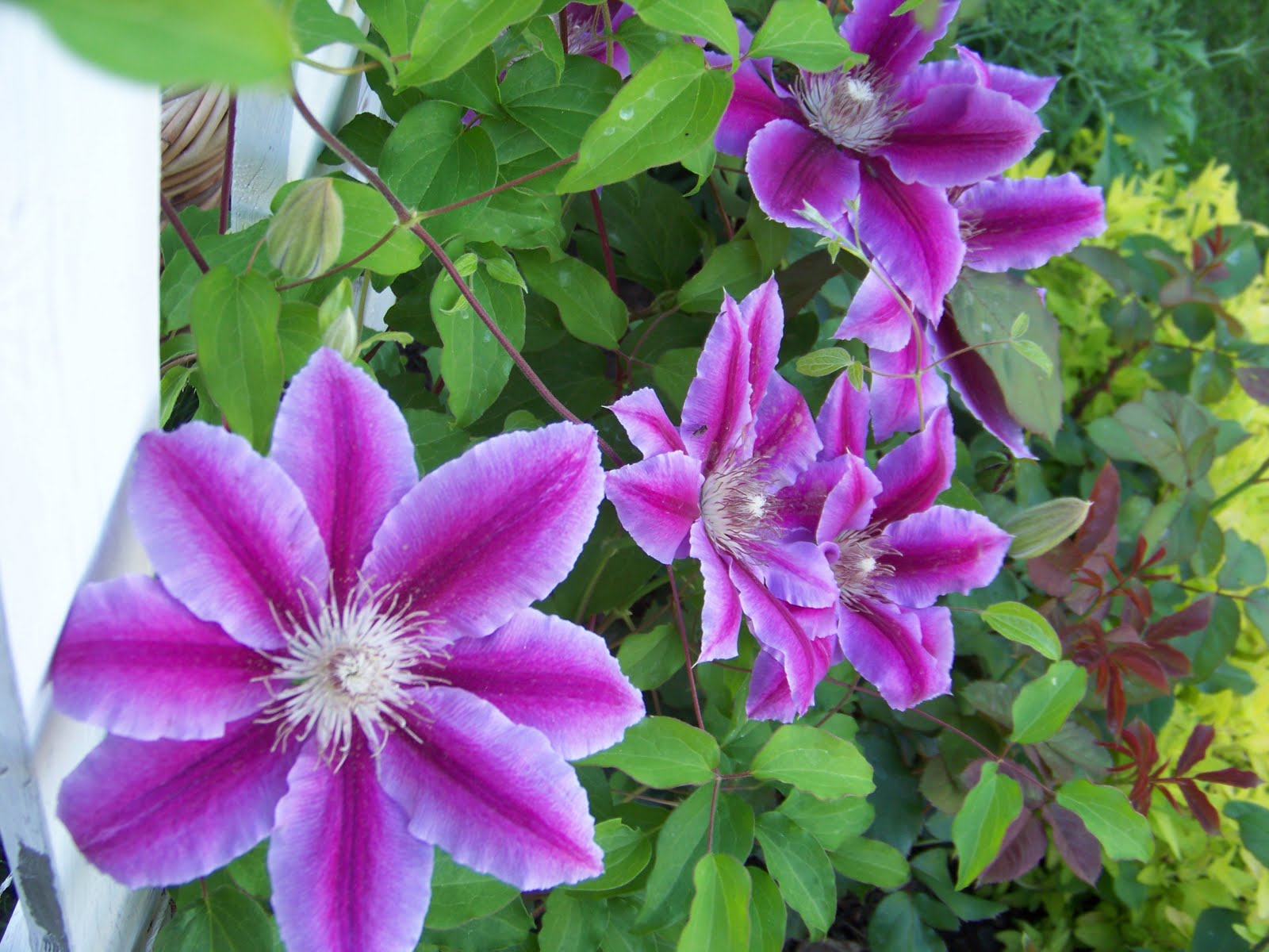 I Love My Garden: Clematis Photos- Best of 2011: Part 1