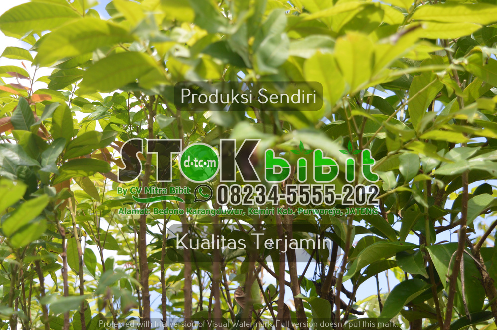 Bisbul buah bisbull - bibit mangga di majalengka