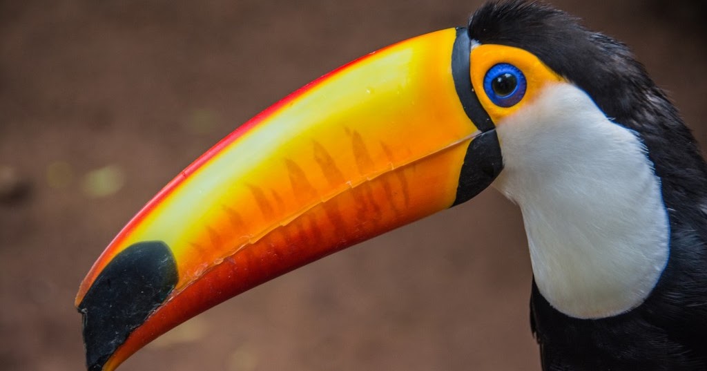 El Blog de la Loles Independiente 2: Fotos de pajaros