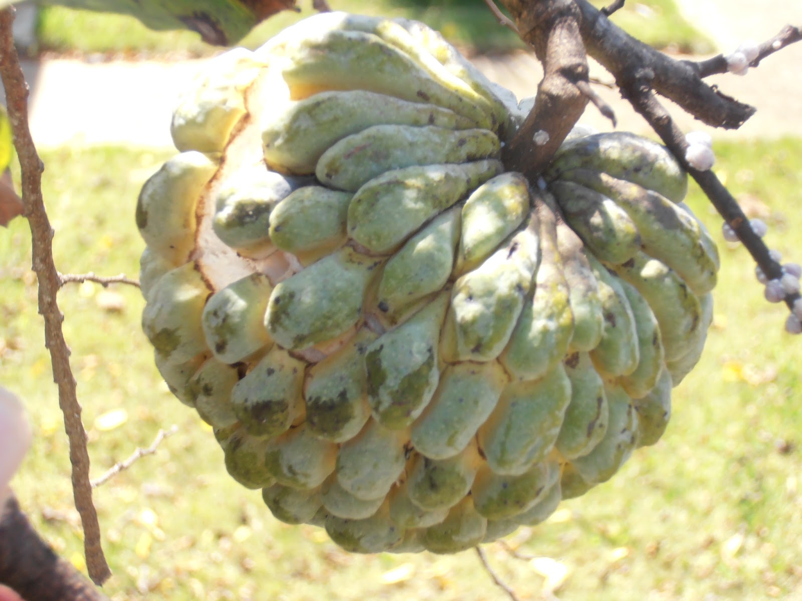 Fruta De Anon at Lachlan Ricardo blog