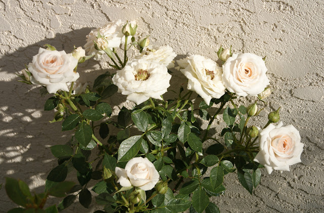 Organic Garden Dreams: March Roses