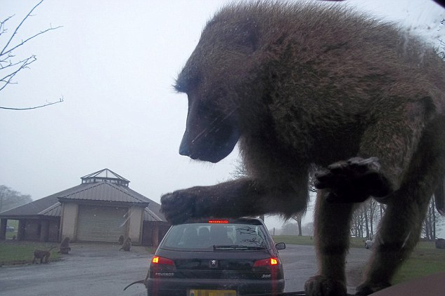 wowboom: พญาวานร ยักษ์ บุกทุบรถพังยับเยิน (Biggest monkey)