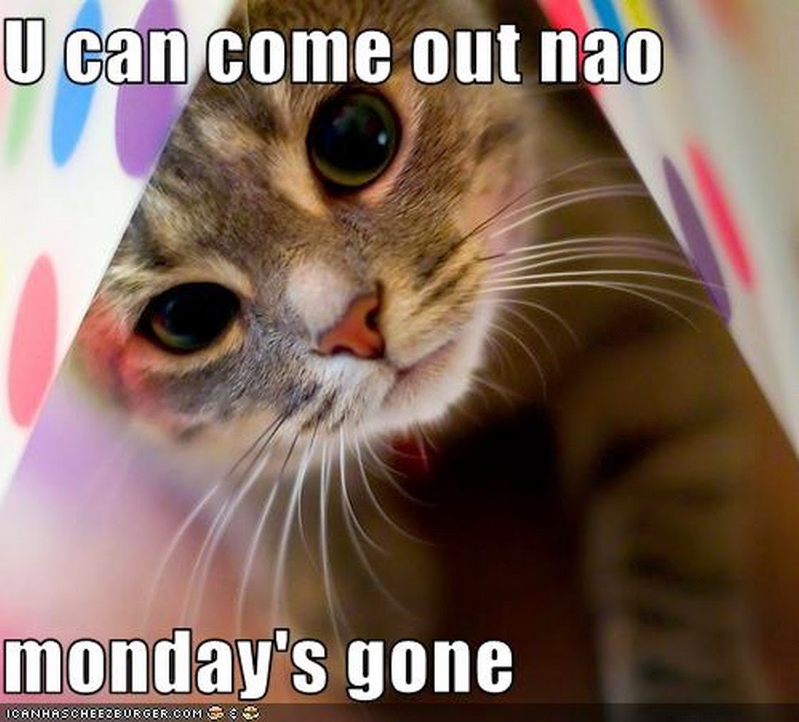 Chuck's Fun Page 2: Hey, hey, hey - it's Catuday! (15 images)