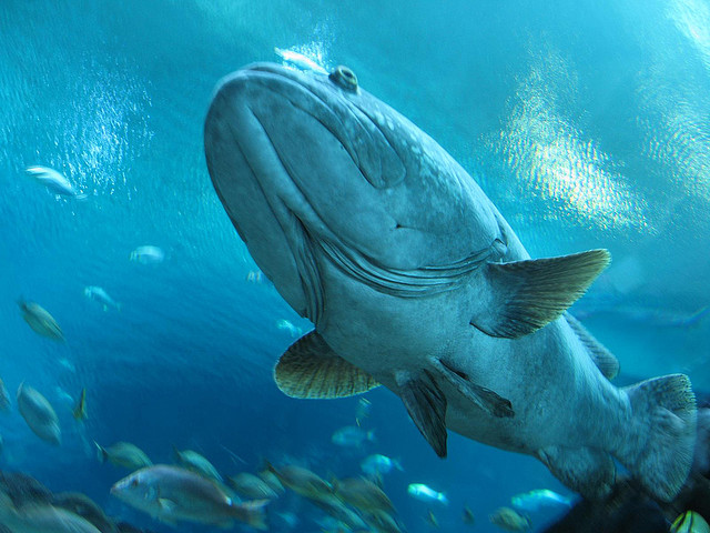 Big Fish Wallpapers - Wallpapers