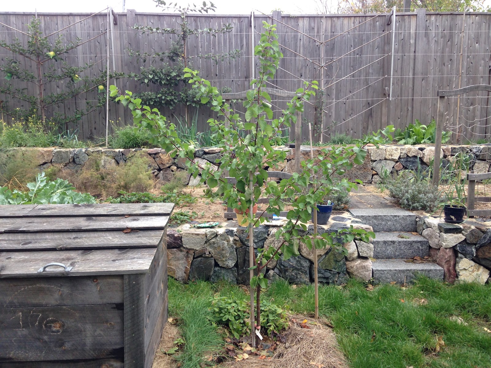 Tooling Up: Urban Micro-Orchard Year 3