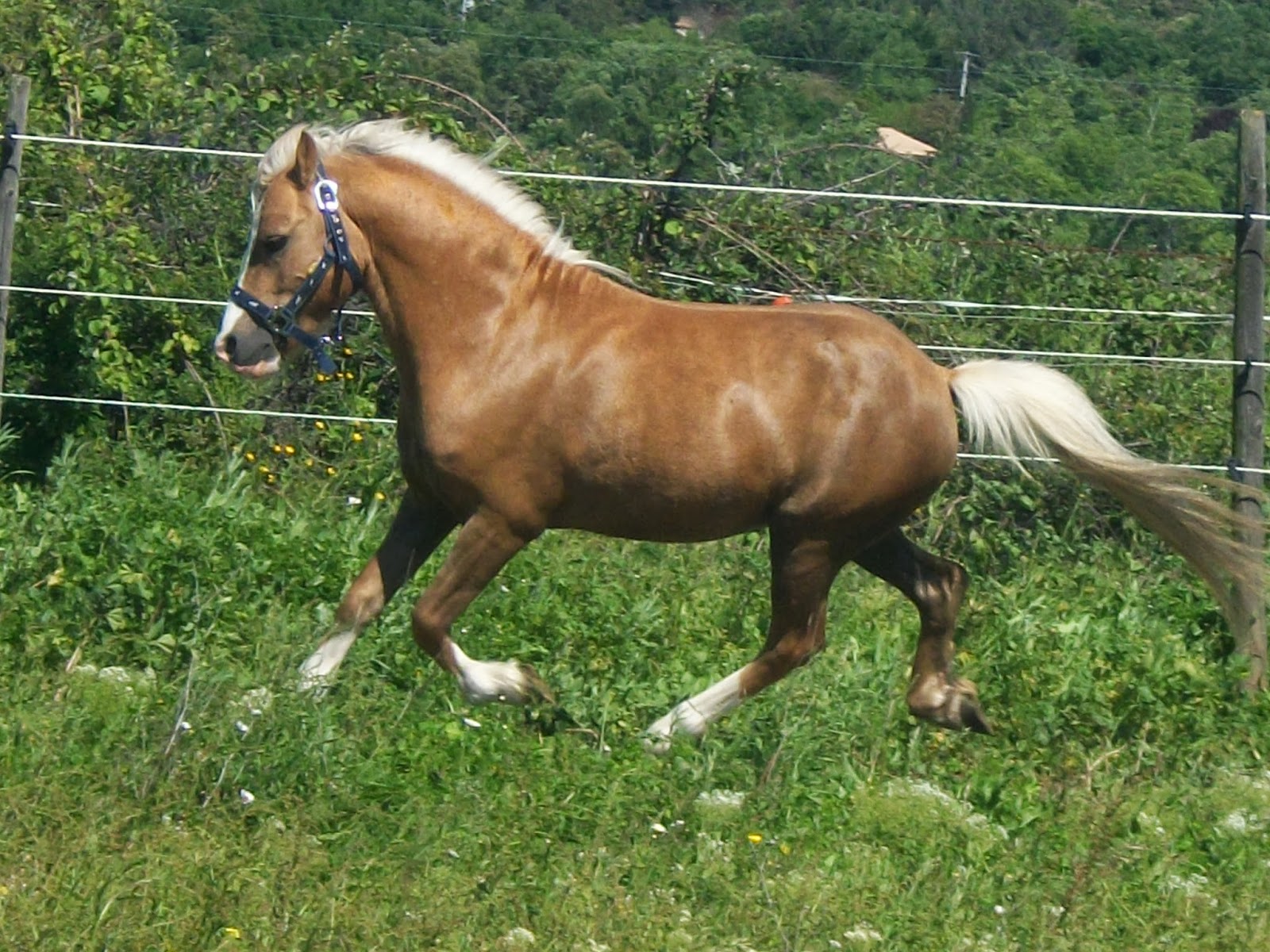elevage voulpiac welsh cob: FOSTERHOUSES RAPHAEL étalon Welsh Mountain