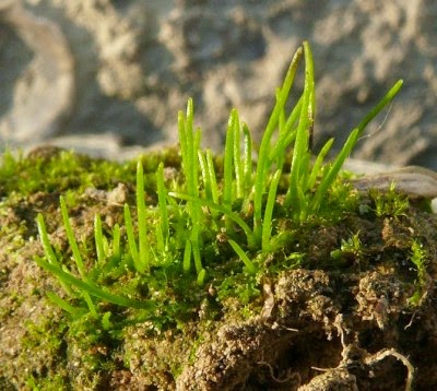 Os Antóceros ( Filo Anthocerophyta ) ~ Biólogo Esperto