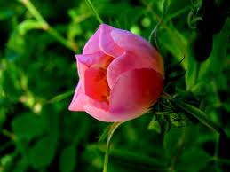 Χαρμονή: Βότανα