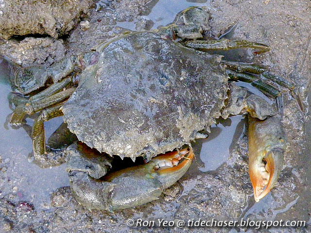 tHE tiDE cHAsER: Swimming Crabs (Phylum Arthropoda: Family Portunidae ...