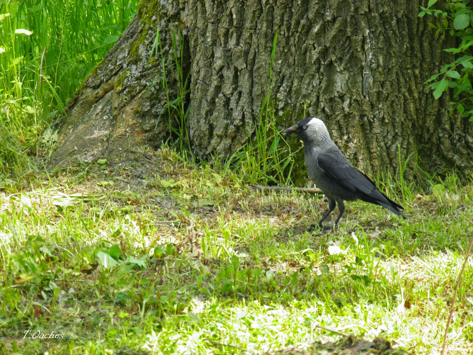 PASARI DIN ROMANIA: STANCUTA, Corvus monedula