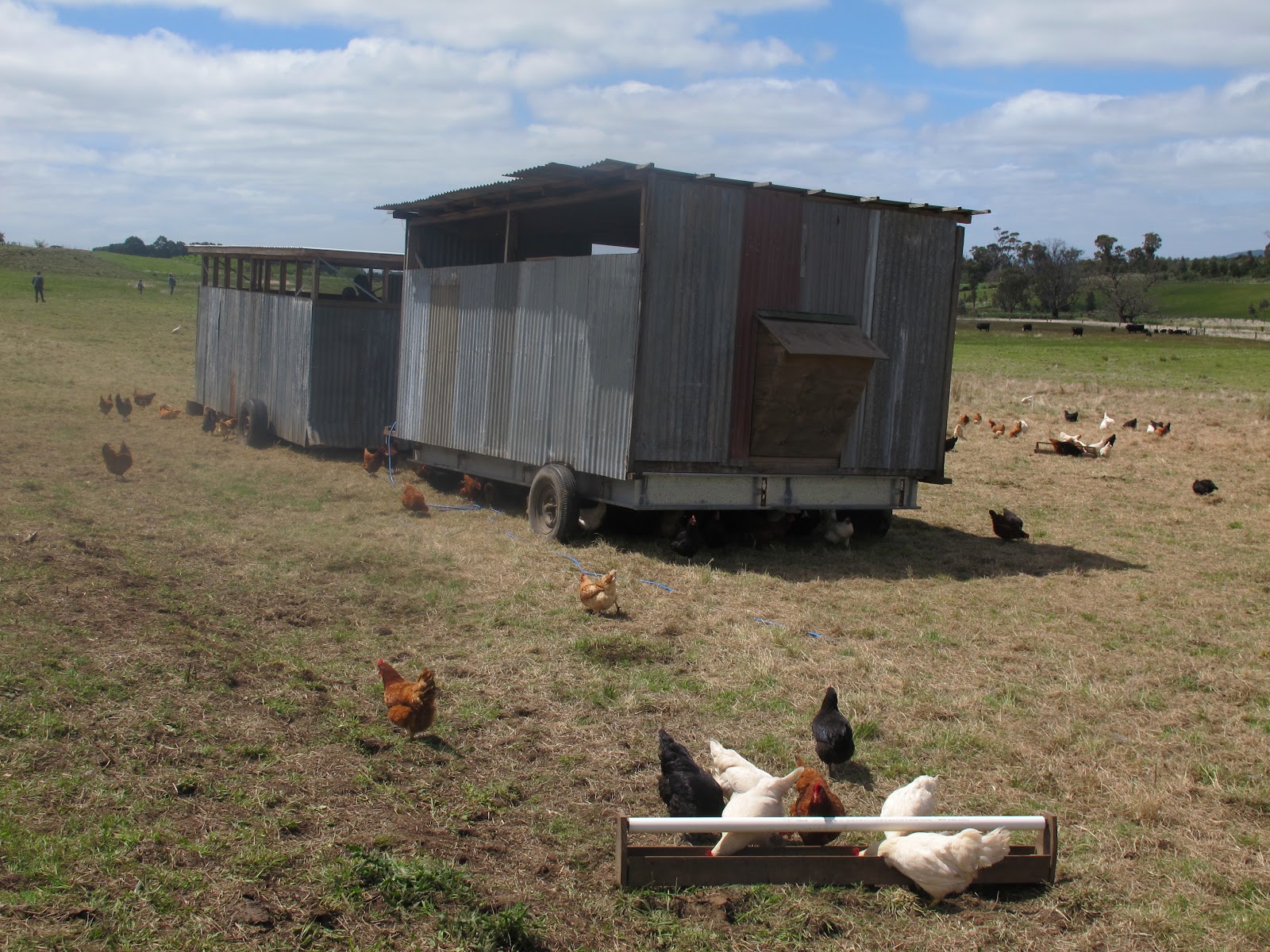 eureka feasts: Taranaki Farm Tour with Joel Salatin