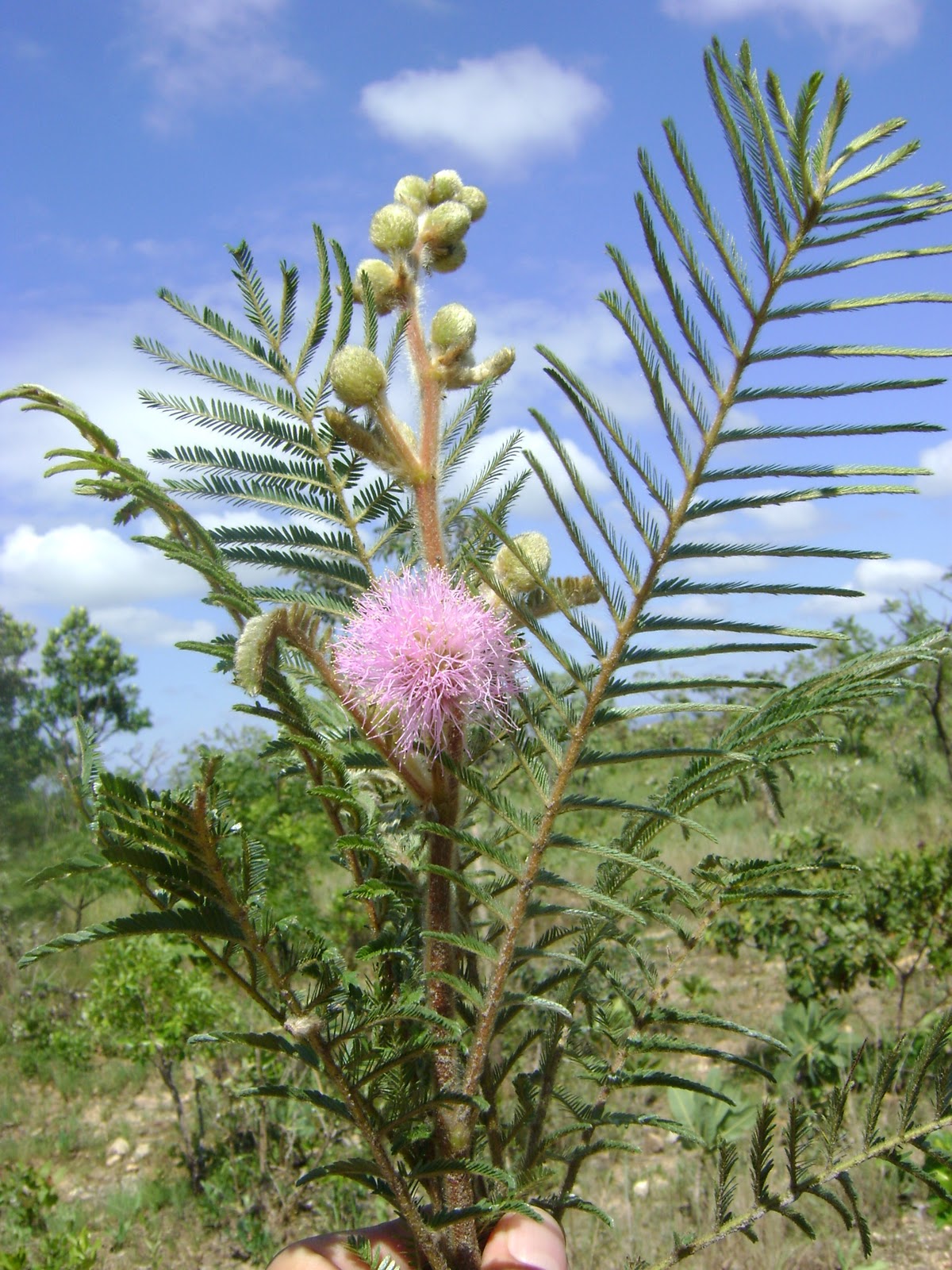The Flowering plants - Leguminosae - Fabaceae: Mimosoideae