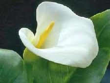 jenis-jenis bunga dan fungsinya dalam rangkaian ~ hana no uta